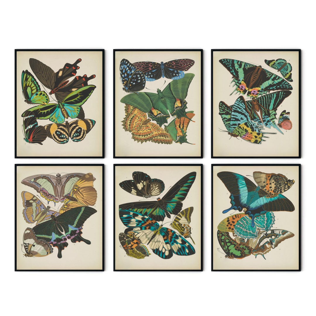 Butterfly Poster Set of 6 Butterfly Poster Digital Butterfly - Etsy