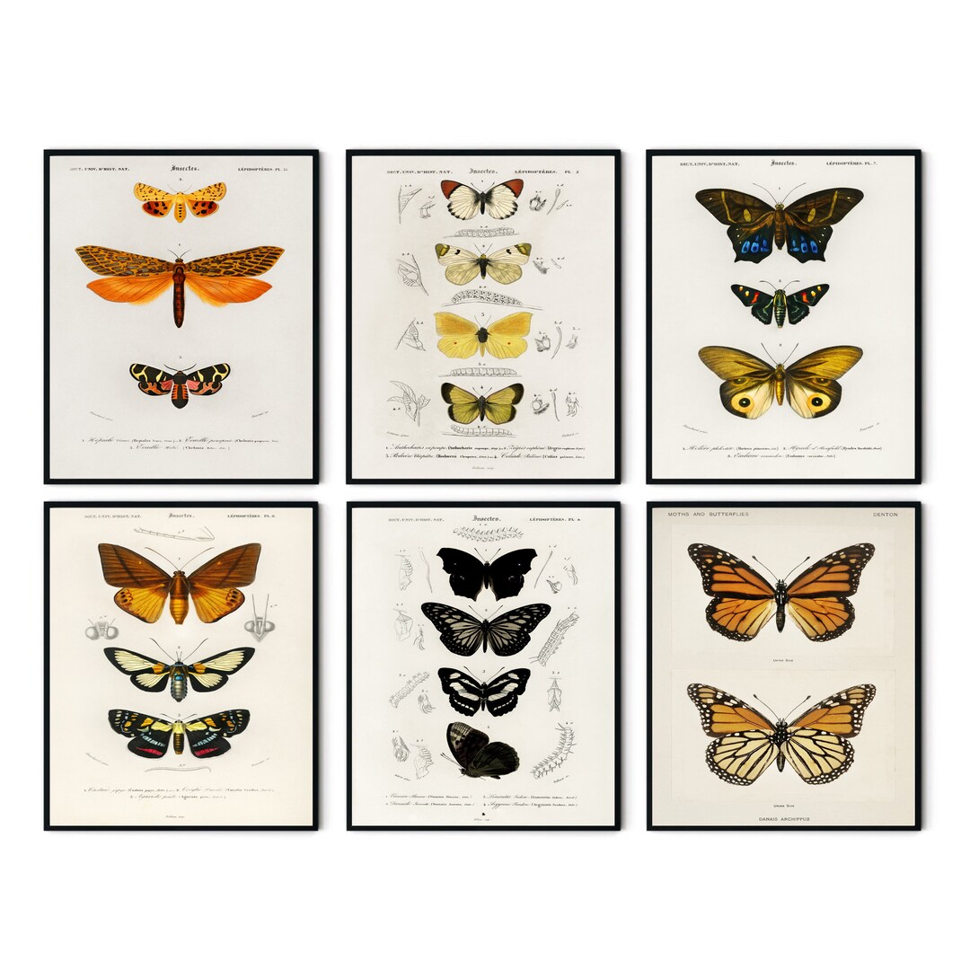 Butterfly Poster Set of 6 Butterfly Poster Digital - Etsy