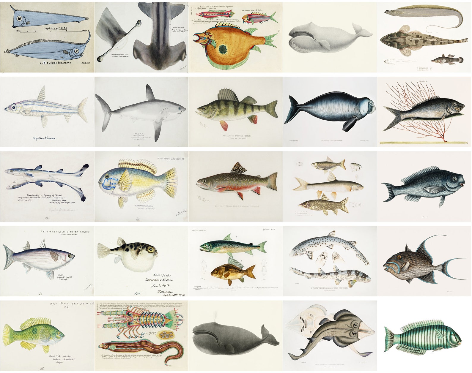 Fish Illustration Set of 100 Fish Printable Fish - Etsy