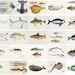 Fish Illustration Set of 100 Fish Printable Fish - Etsy