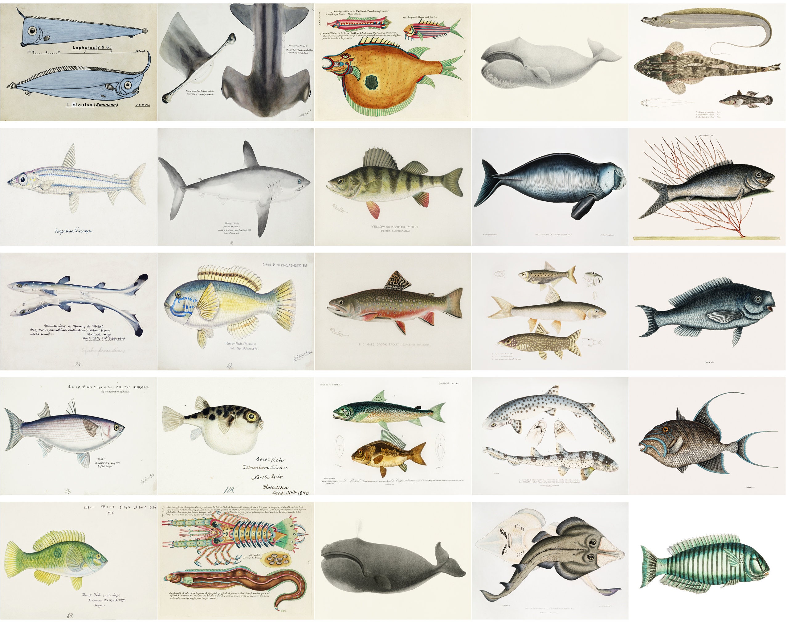 Fish Illustration Set of 100 Fish Printable Fish - Etsy