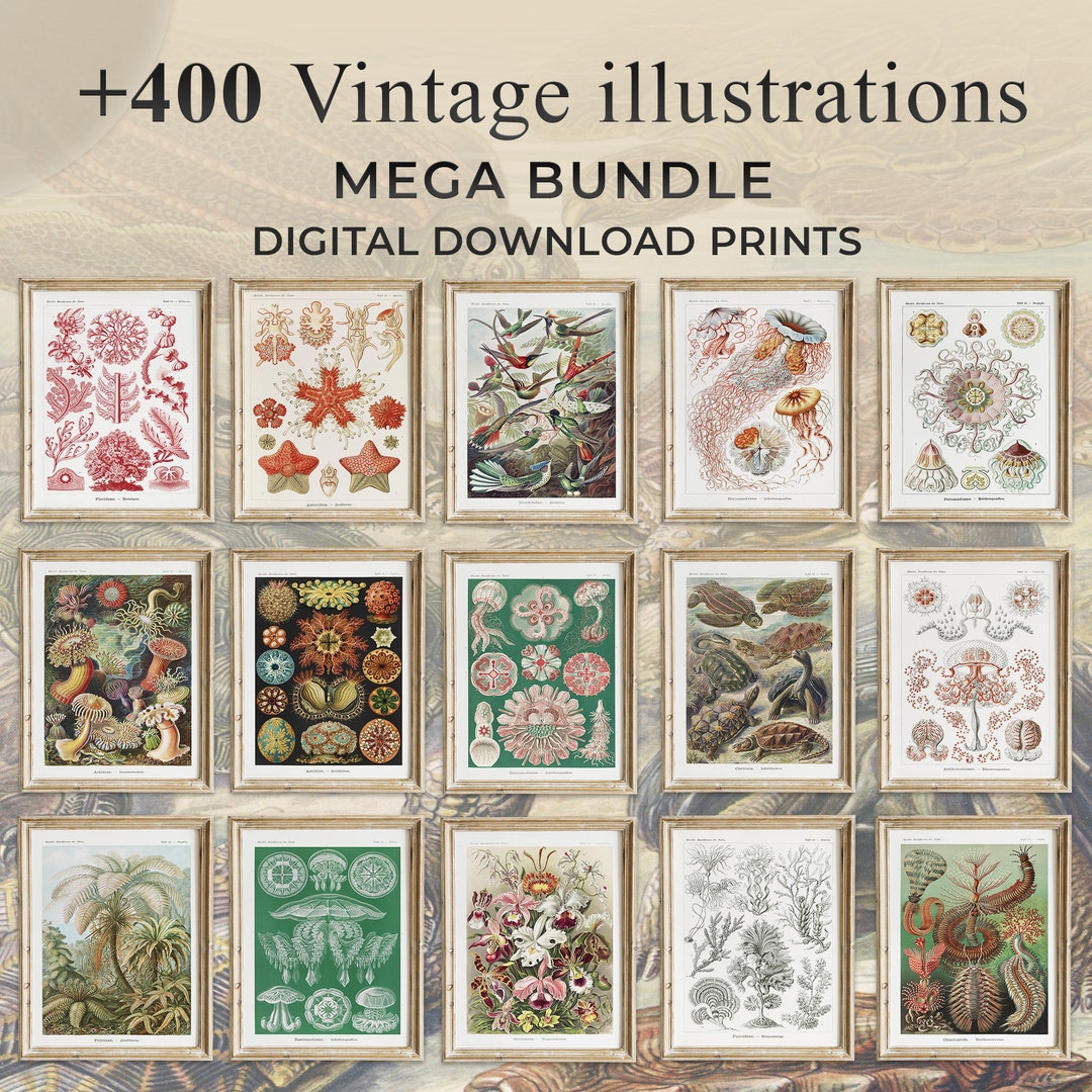 Ernst Haeckel Poster, Haeckel Art Print, Haeckel Wall Art, Seaside ...