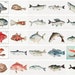 Fish Illustration Set of 100, Fish Printable, Fish Illustration Fish ...