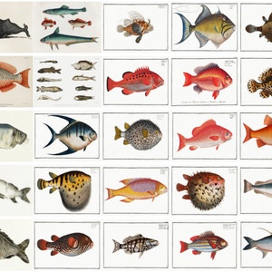 Fish Illustration Set of 100 Fish Printable Fish - Etsy
