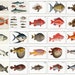 Fish Illustration Set of 100 Fish Printable Fish - Etsy