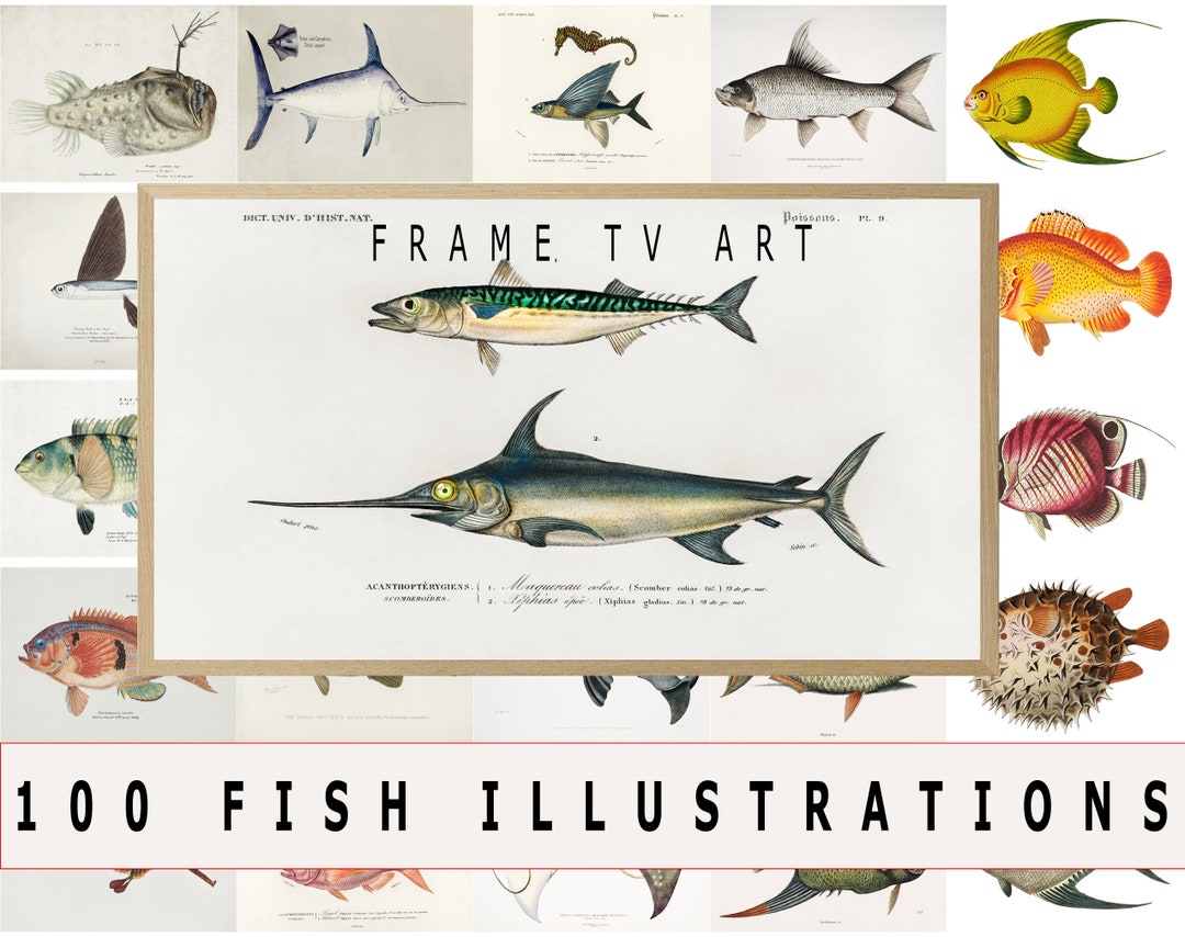 Fish Illustration Set of 100 Frame TV Art Fish Print - Etsy