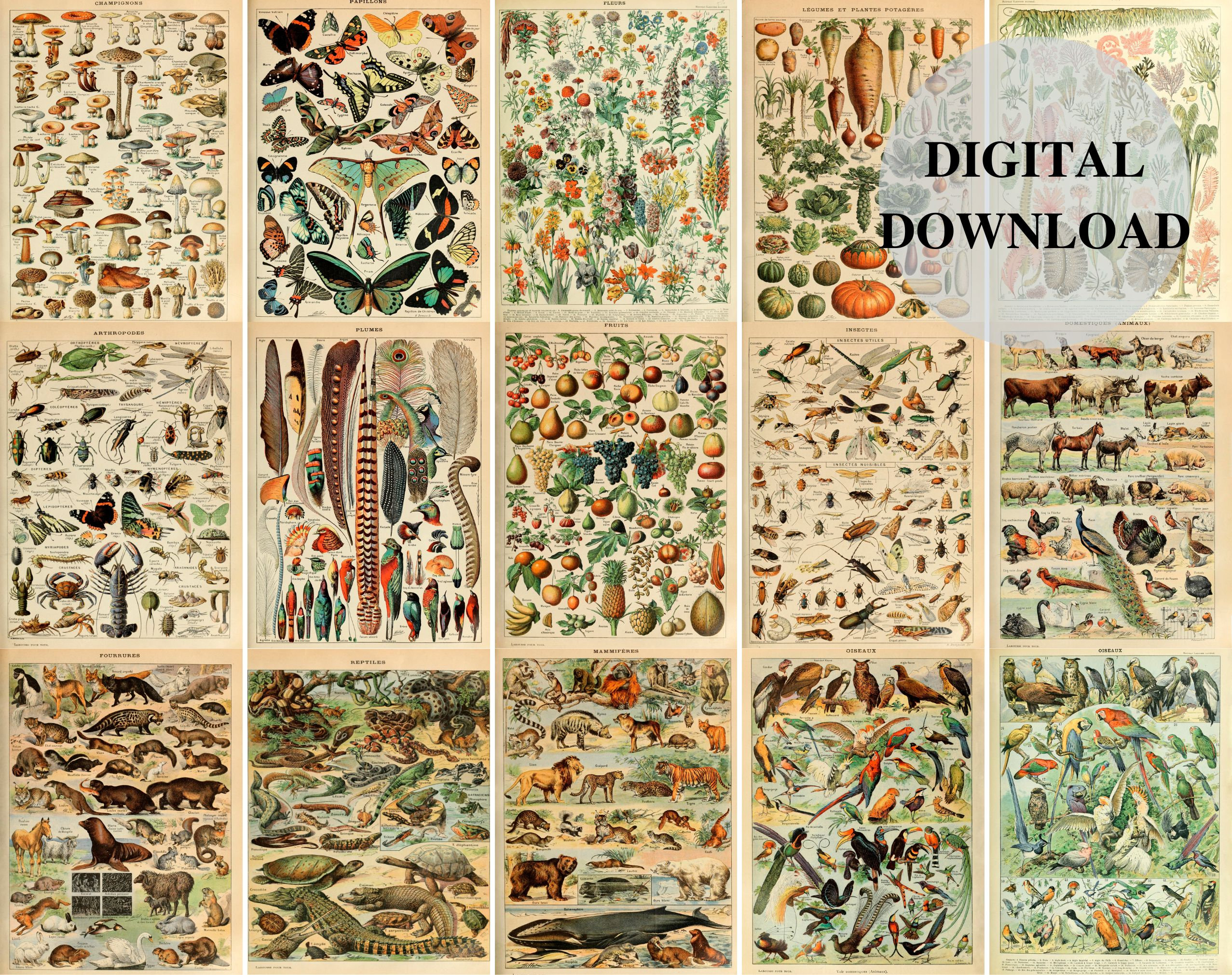 Adolphe Millot Set of 15 Adolphe Millot Adolphe Millot | Etsy