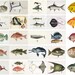 Fish Illustration Set of 100, Fish Printable, Fish Illustration Fish ...