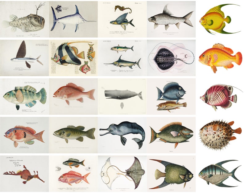 Fish Illustration Set of 100 Fish Printable Fish - Etsy