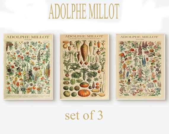 Adolphe Millot Digital Download Botanical Print Adolphe - Etsy