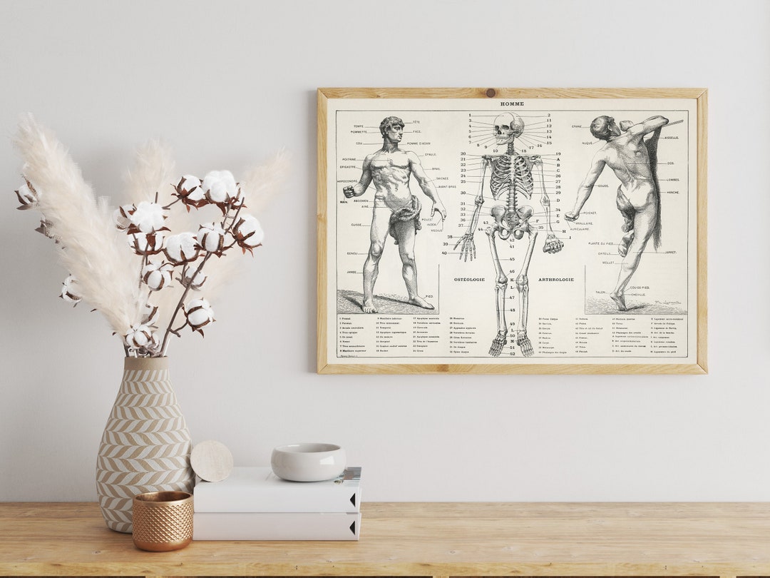 Human Anatomy Artwork, Medical Wall Pictures, Bones Skeleton Vintage ...