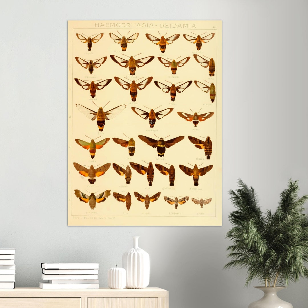 Butterfly Poster, Butterfly Print, Vintage Butterfly Print, Butterfly ...