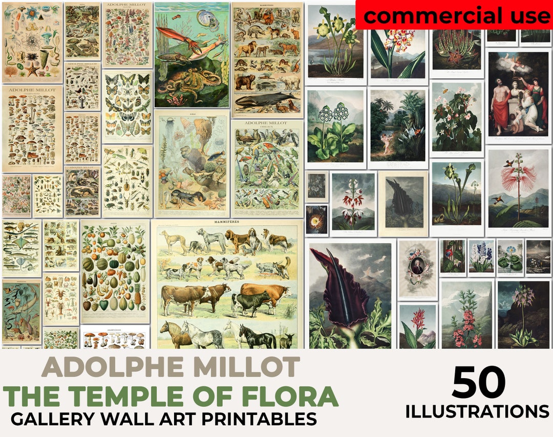 Millot Poster, Adolphe Millot Print, Robert John Thornton, Adolphe ...