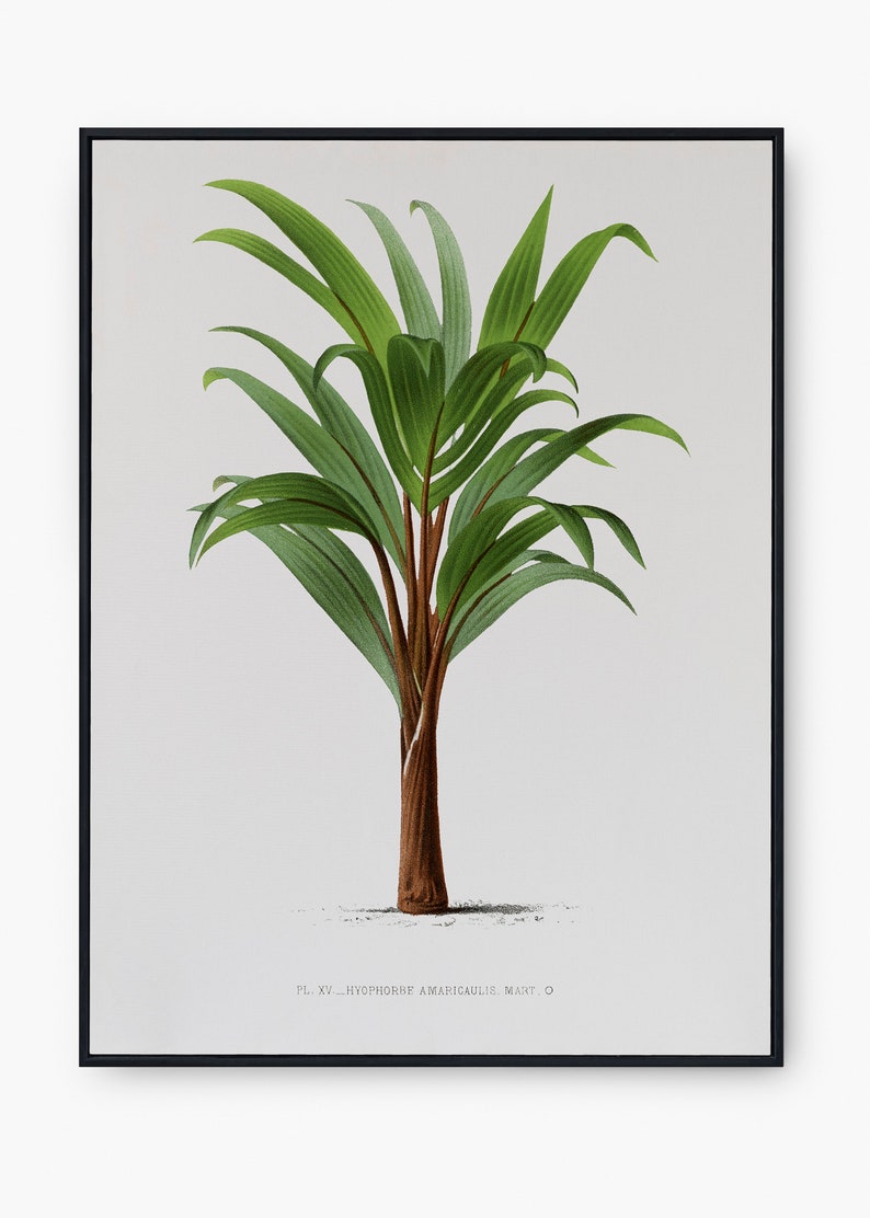 Palm Tree Printables Palms Illustration Digital Download - Etsy