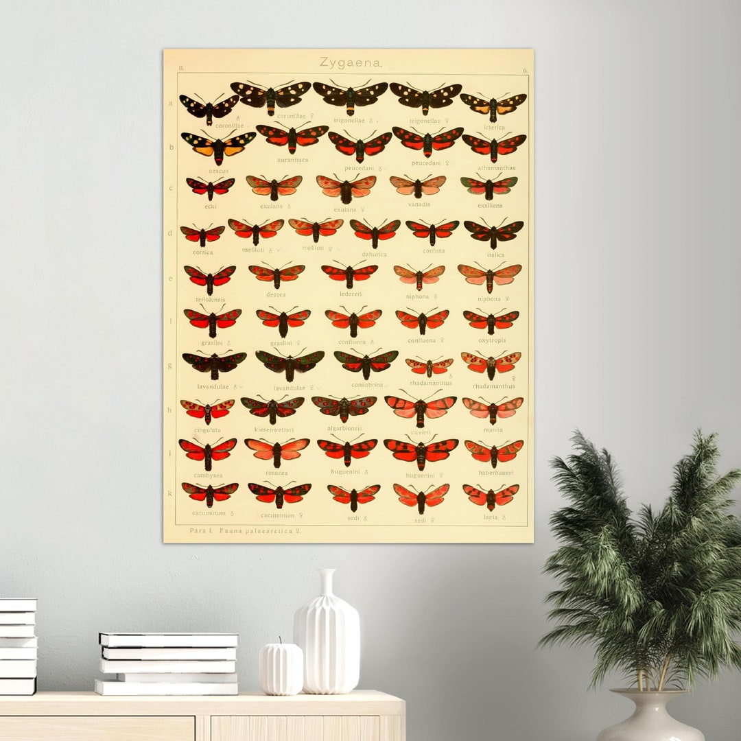 Butterfly Poster, Butterfly Print, Vintage Butterfly Print, Butterfly ...