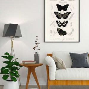 Butterfly Poster Set of 6 Butterfly Poster Digital - Etsy