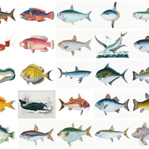 Fish Illustration Set of 100 Fish Printable Fish - Etsy