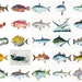Fish Illustration Set of 100 Fish Printable Fish - Etsy