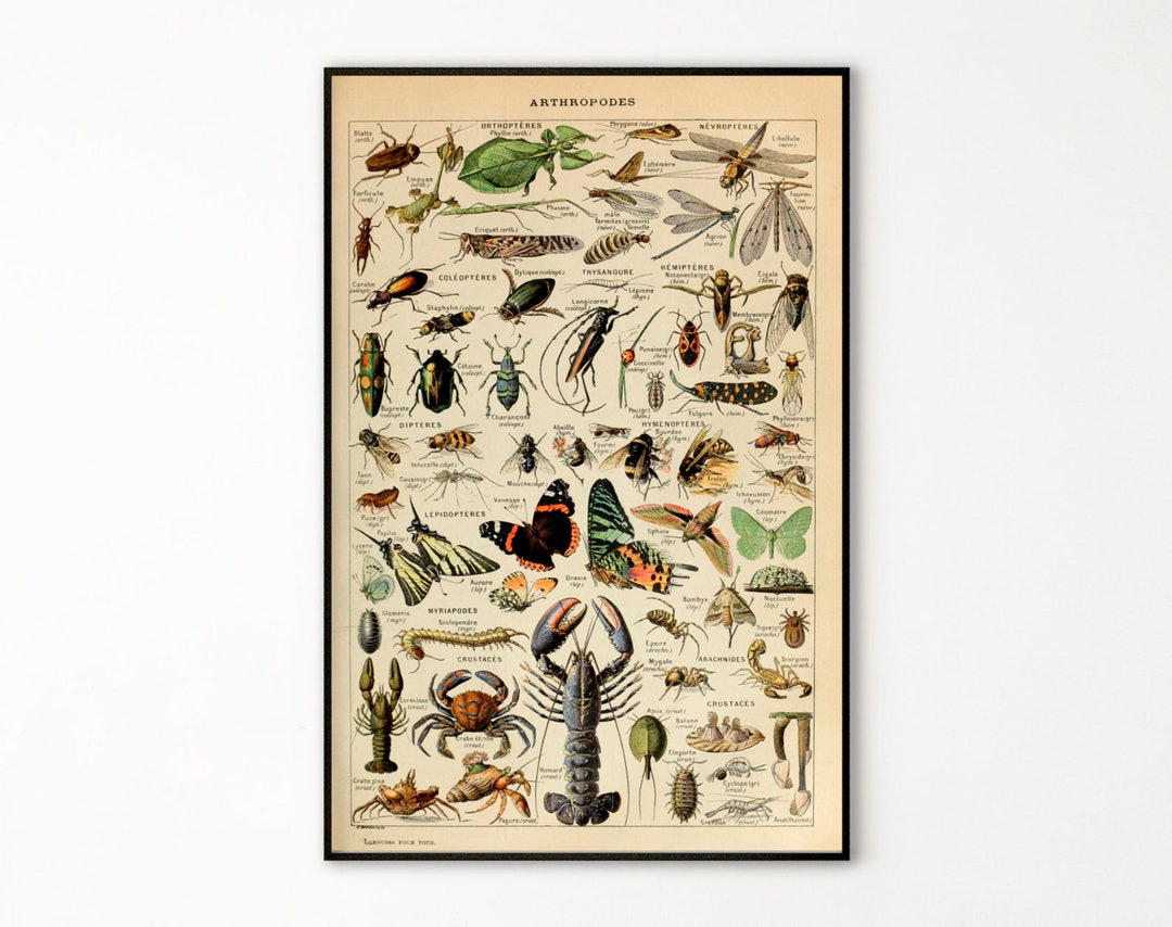 Adolphe Millot Prints to Download vintage Insectes Poster Adolphe ...