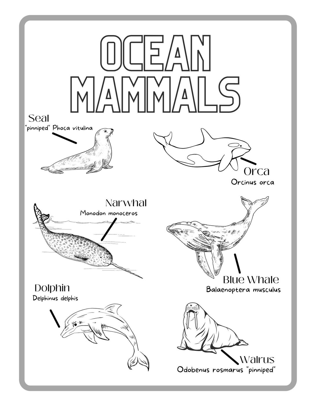 Ocean Mammals Coloring Page - Etsy