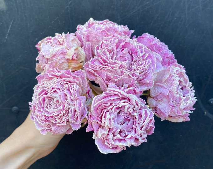 Air Dried Peony on Short Stem. 1 Pc. Pink Color. Free Shipping. Candles ...