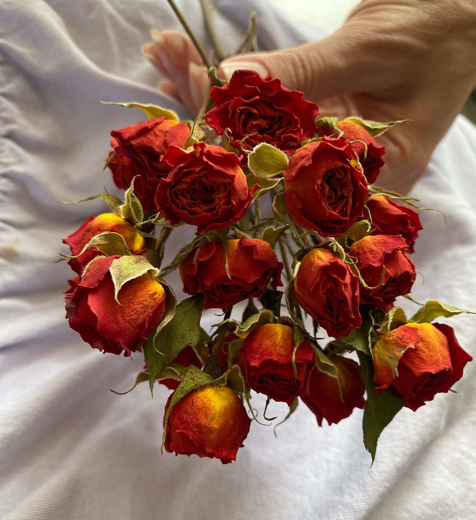 Air Dried Roses on Short Stems 25pcs Rustic Flowers Tiny - Etsy