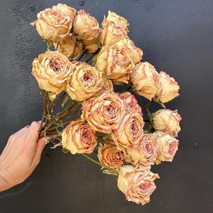 Air Dried Roses on Long Stems. ALL What You See on Photo. Rustic ...