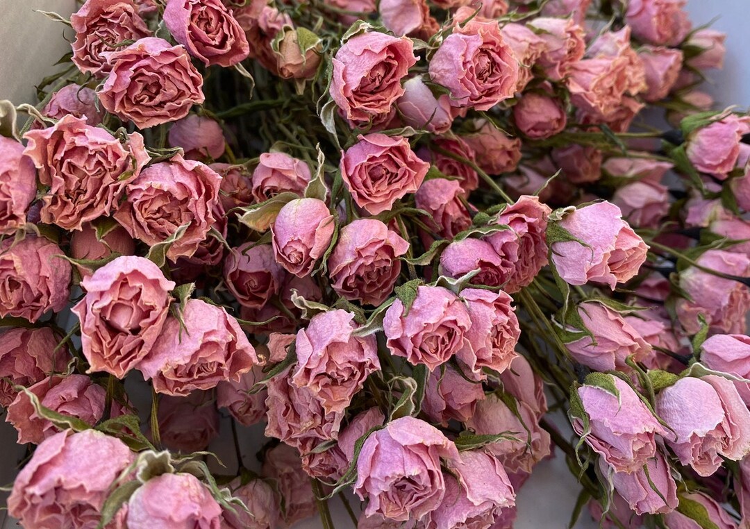 25 Tiny Pink Dried Roses: Rustic Floral Decor, Craft Supplies - Etsy