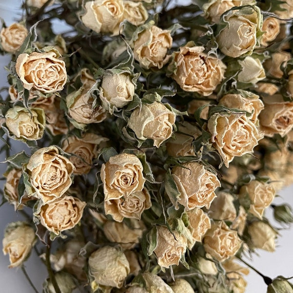 Dried White Roses - Etsy
