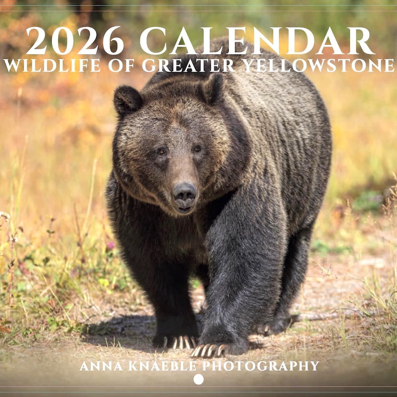Wildlife 2026 Wall Calender - Etsy