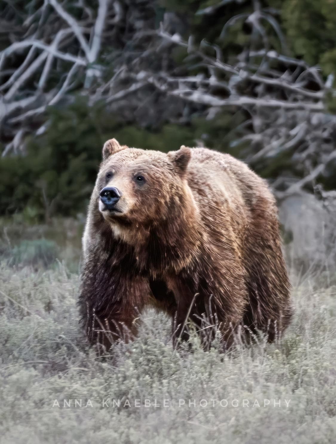 Grizzly Bear 399 Print - Grand Teton National Park Wildlife Photography - Etsy
