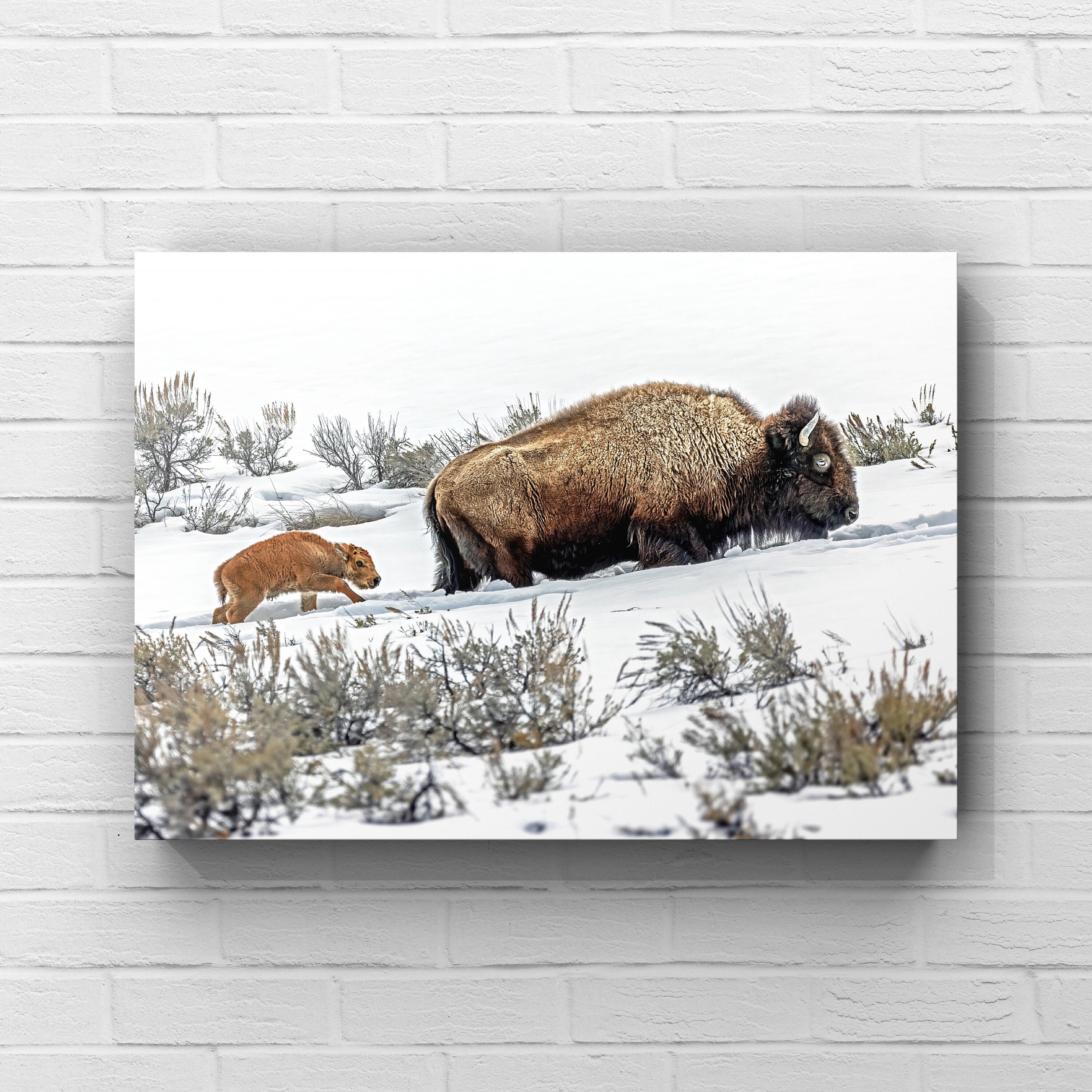 Newborn Baby & Mama Bison Print - Yellowstone National Park Wildlife ...