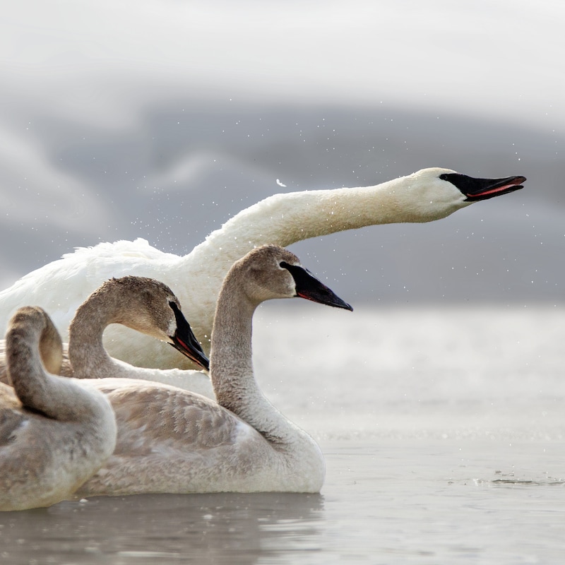 Swan Photography - Etsy