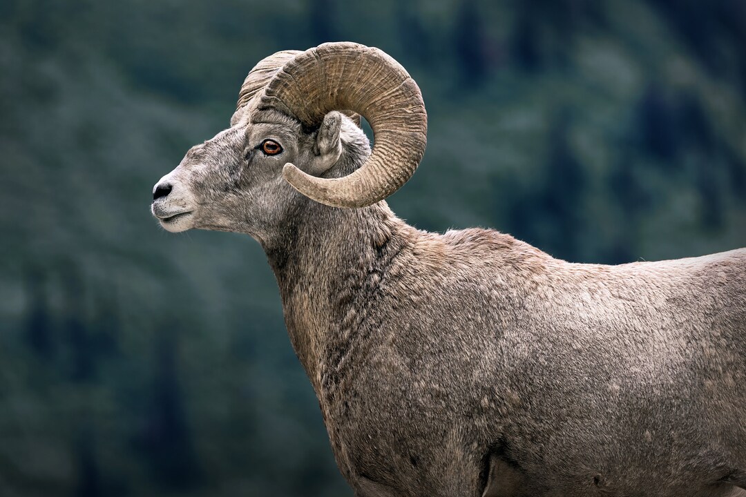 Bighorn Ram Print - Glacier National Park Wildlife Photography - Etsy