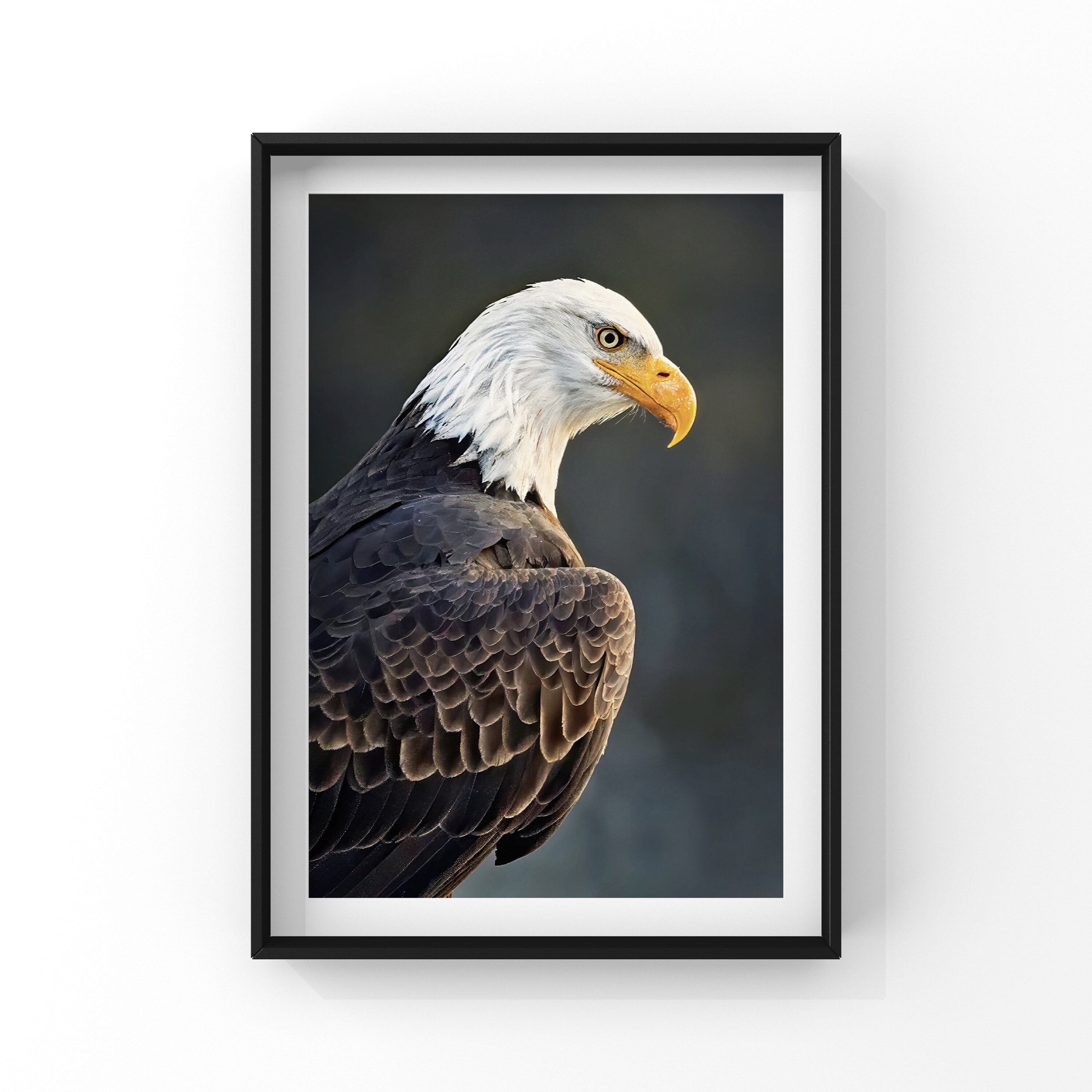 Bald Eagle Print - Jackson Hole Wildlife Photography - Etsy