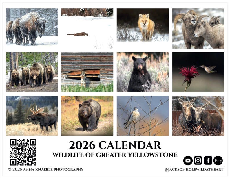 2026 Calendar - Wildlife of Greater Yellowstone - National Parks ...