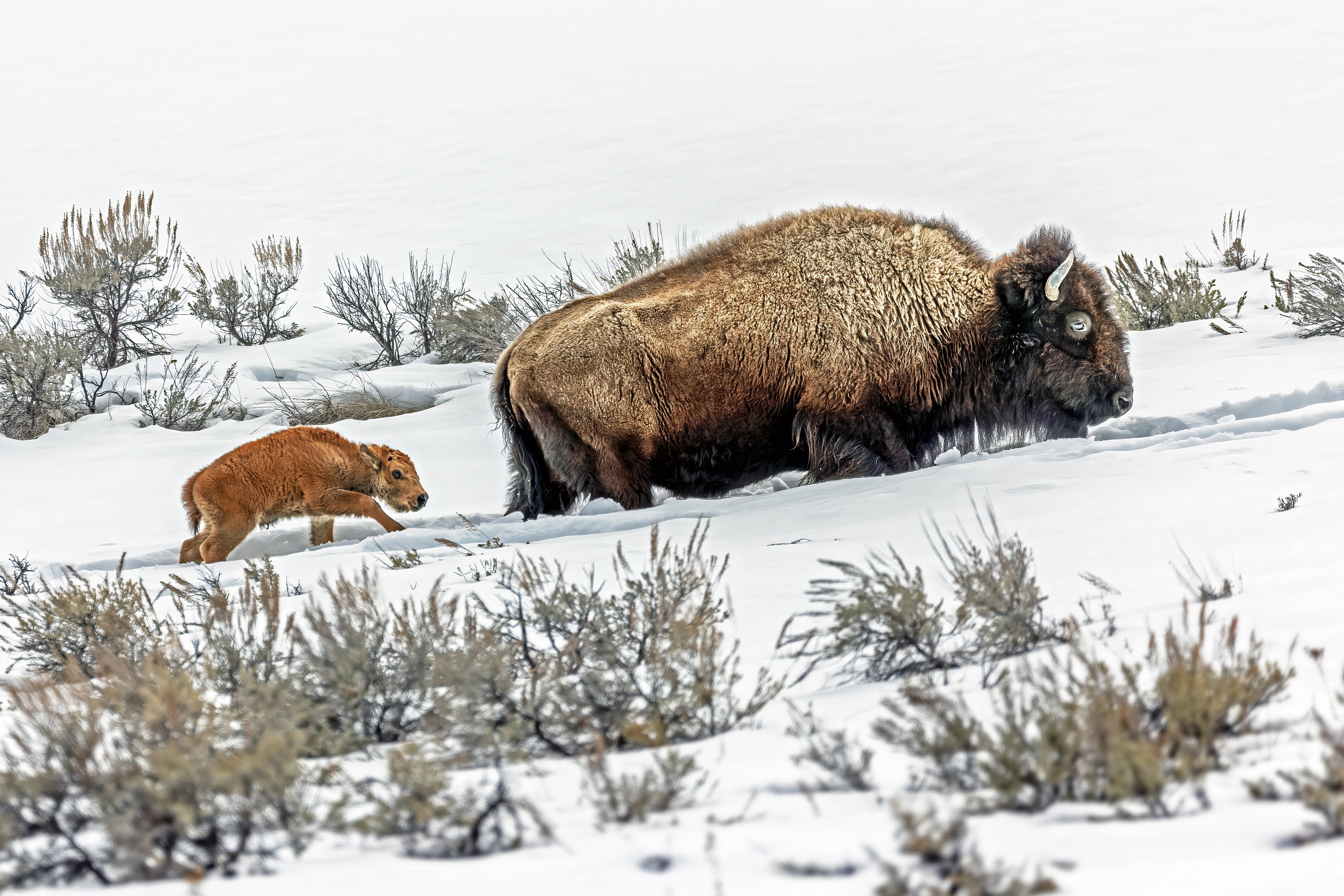 Newborn Baby & Mama Bison Print - Yellowstone National Park Wildlife ...