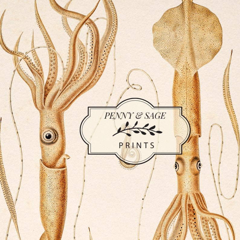 Vintage Squid Antique Illustration, 19th Century Emperor Squid ...