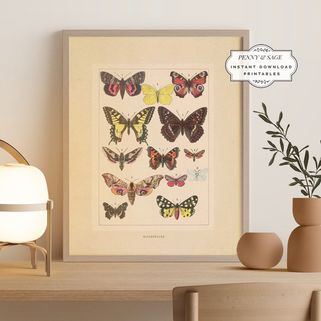 Vintage Specimens Butterflies Antique Illustration, 19th Century ...