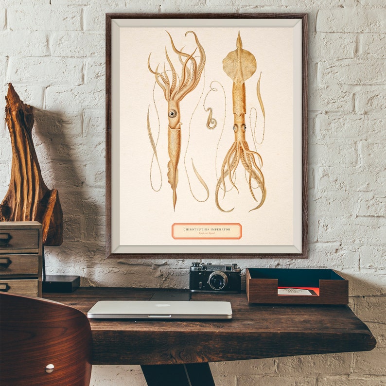 Vintage Squid Antique Illustration, 19th Century Emperor Squid ...