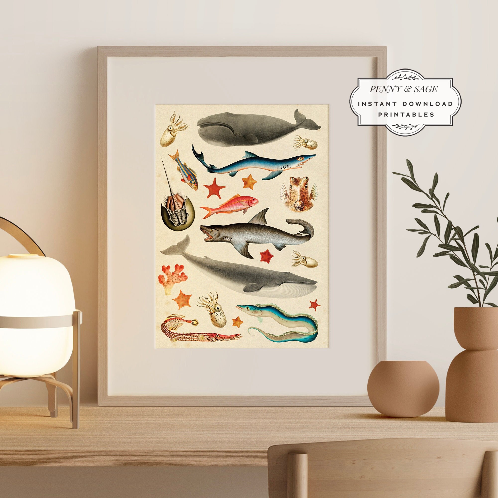 Vintage Sea Creatures Antique Illustration, 19th Century Sea Creatures ...