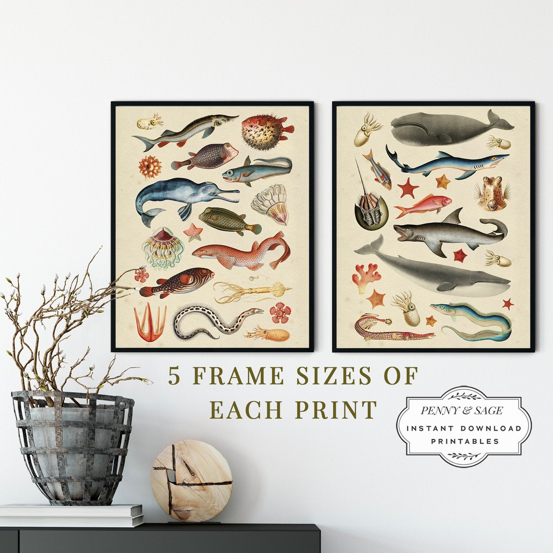 Set of 2: Vintage Marine Life Antique Illustration, 19th Century Marine ...