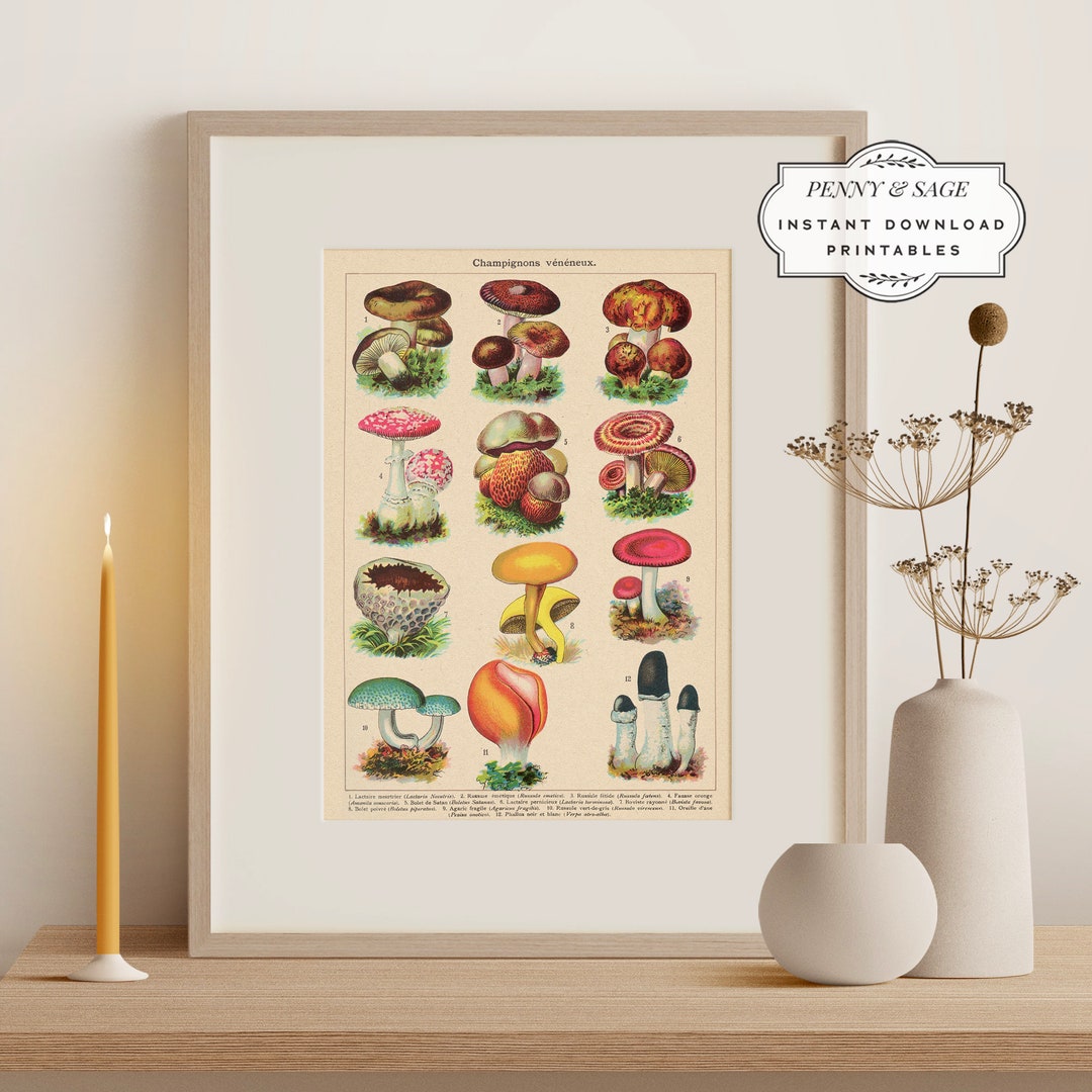 Vintage Poisonous Mushroom Illustration, 19th Century Art Drawings ...