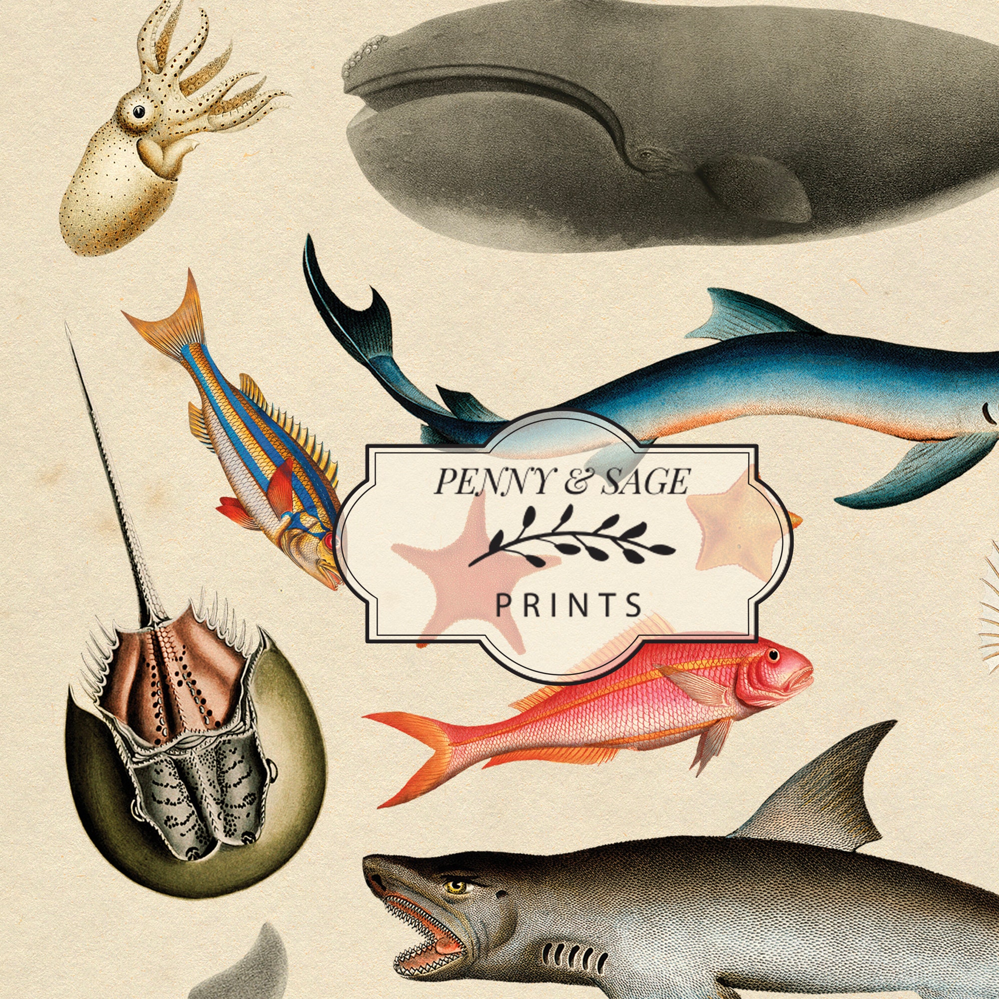 Vintage Sea Creatures Antique Illustration, 19th Century Sea Creatures ...