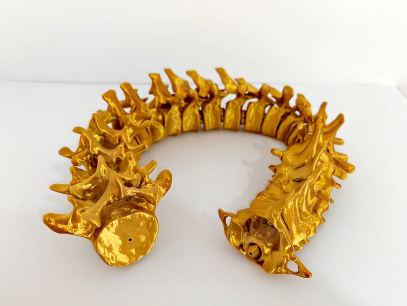 Life-size, Articulated 3D Printed Anatomically Realistic Spine/backbone ...