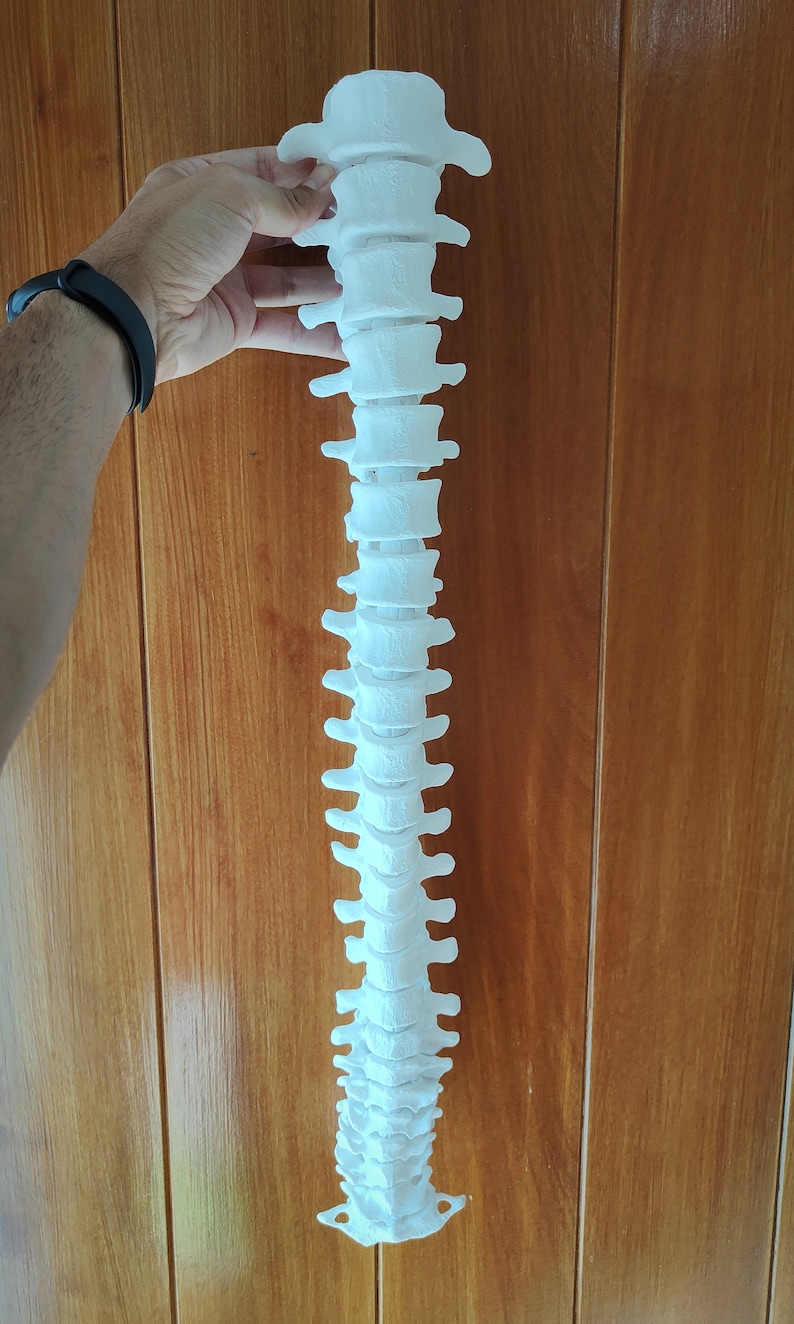 Life-size, Articulated 3D Printed Anatomically Realistic Spine/backbone ...