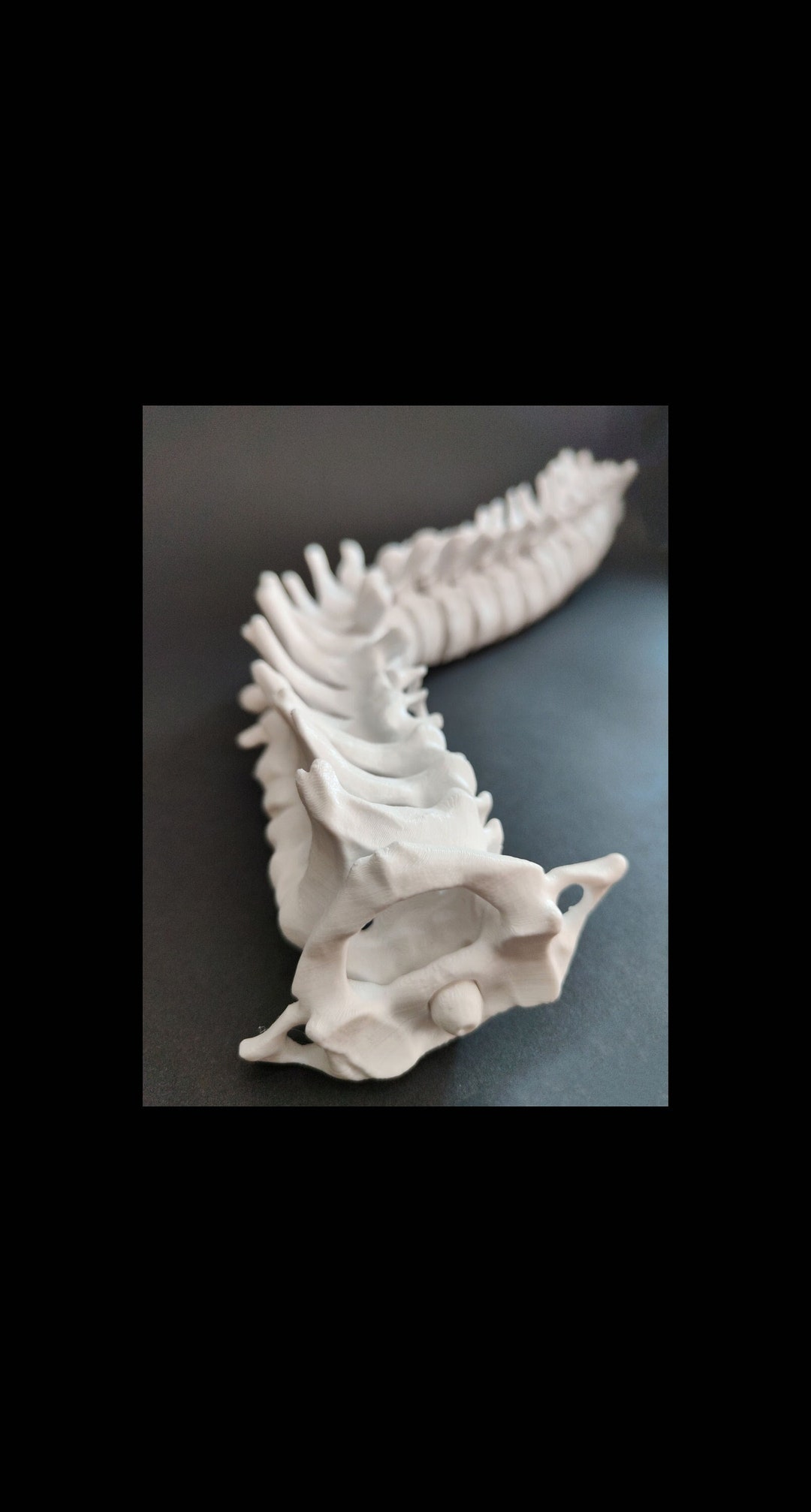 Life-size, Articulated Spine / Spinal Column, 3d Printed, Anatomically ...