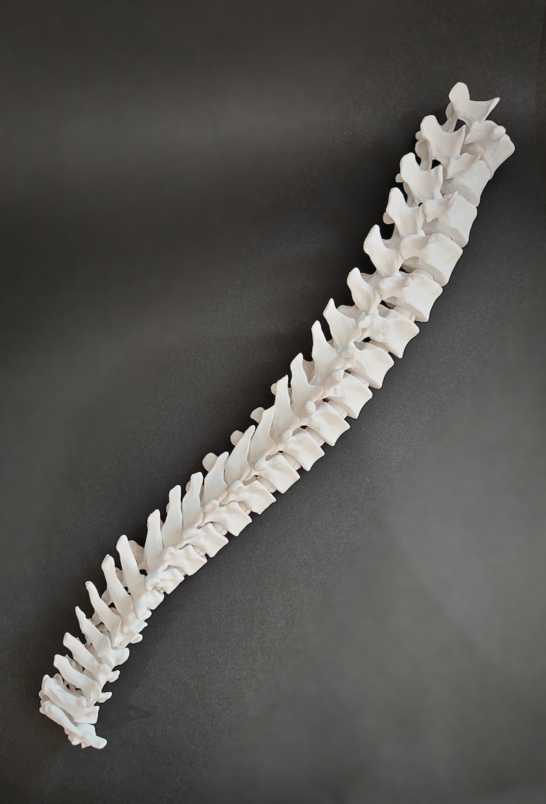 Life-size, Articulated 3D Printed Anatomically Realistic Spine/backbone ...