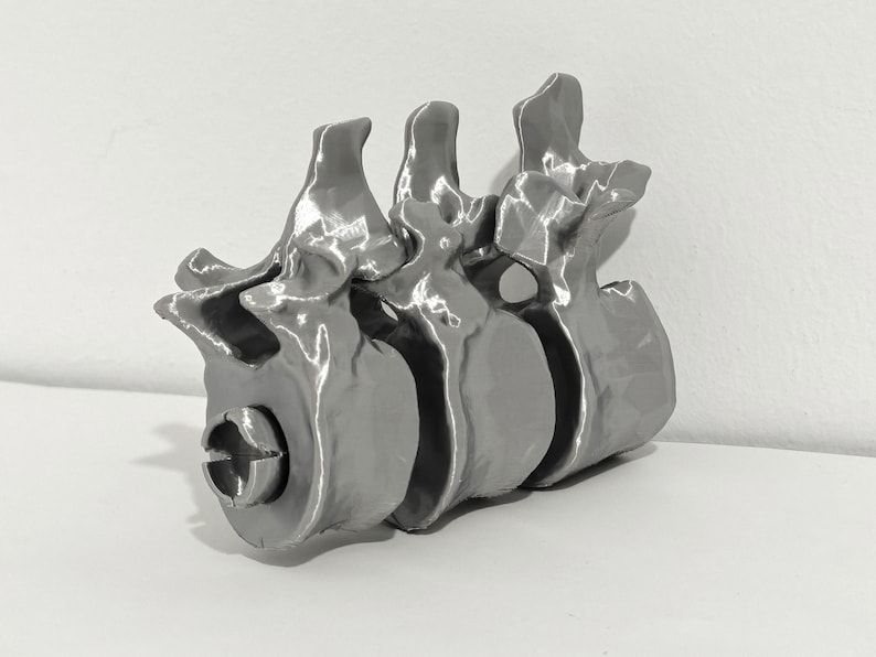 Life-size, Articulated 3D Printed Anatomically Realistic Spine/backbone ...