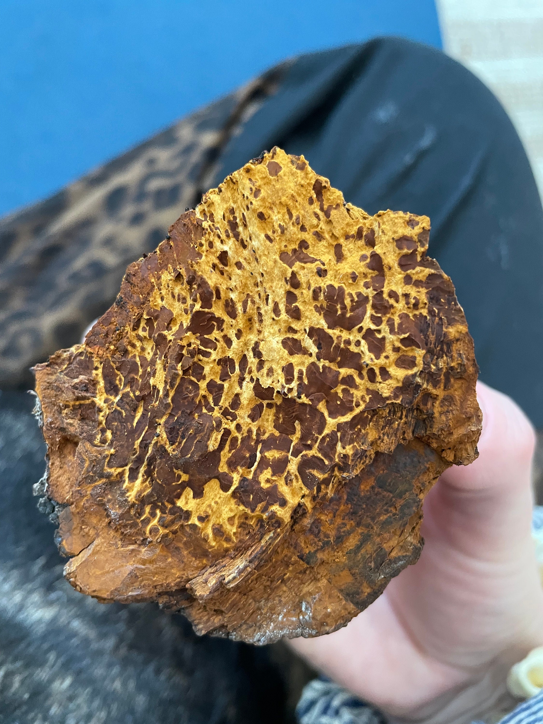 Wild Alaskan Chaga Chunks - Etsy